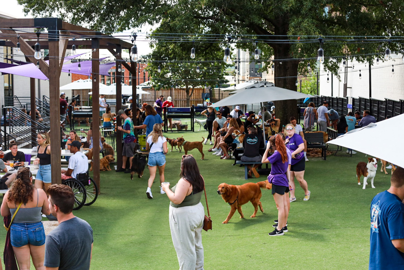 York Street Yards Adds 55,000 sqft Dog Bar | Media Room | SKB