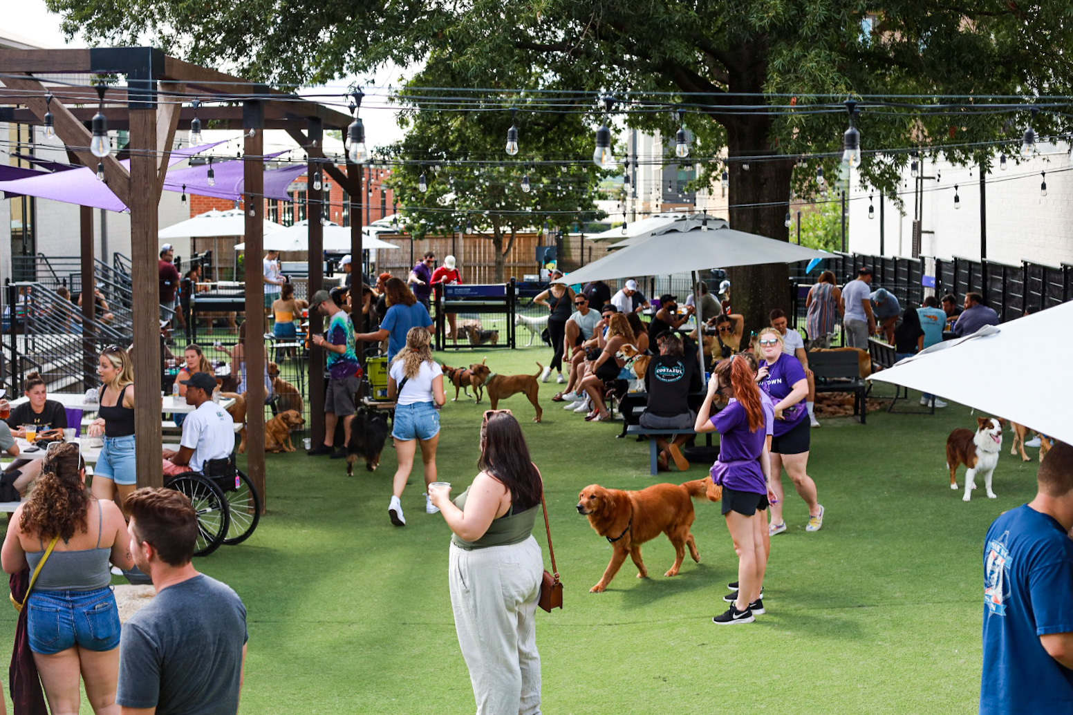 York Street Yards Adds 55,000 sqft Dog Bar | Media Room | SKB